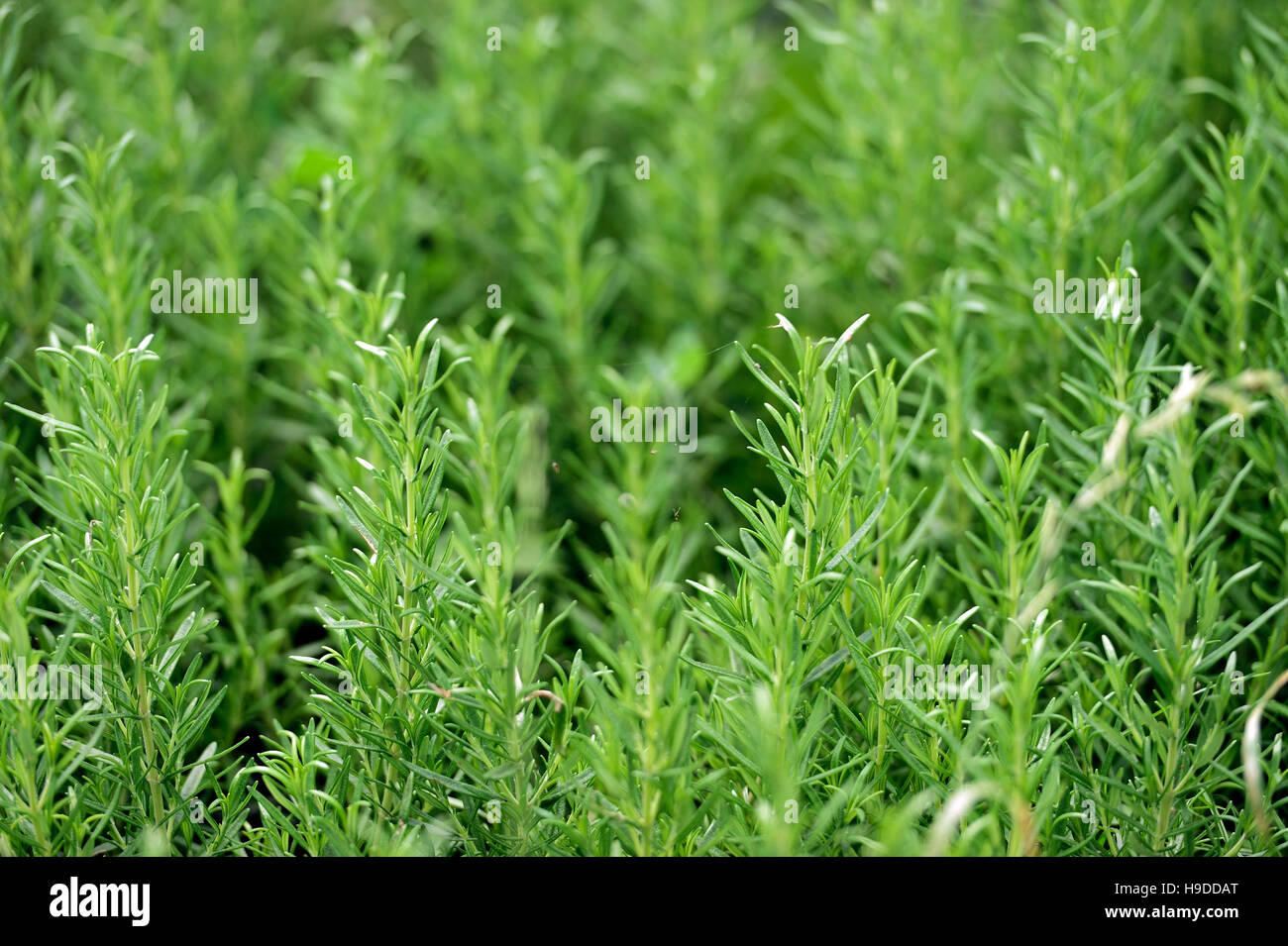 Savory plant hi-res stock photography and images - Alamy