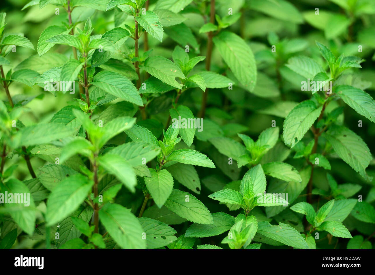 Mint sheet hi-res stock photography and images - Alamy