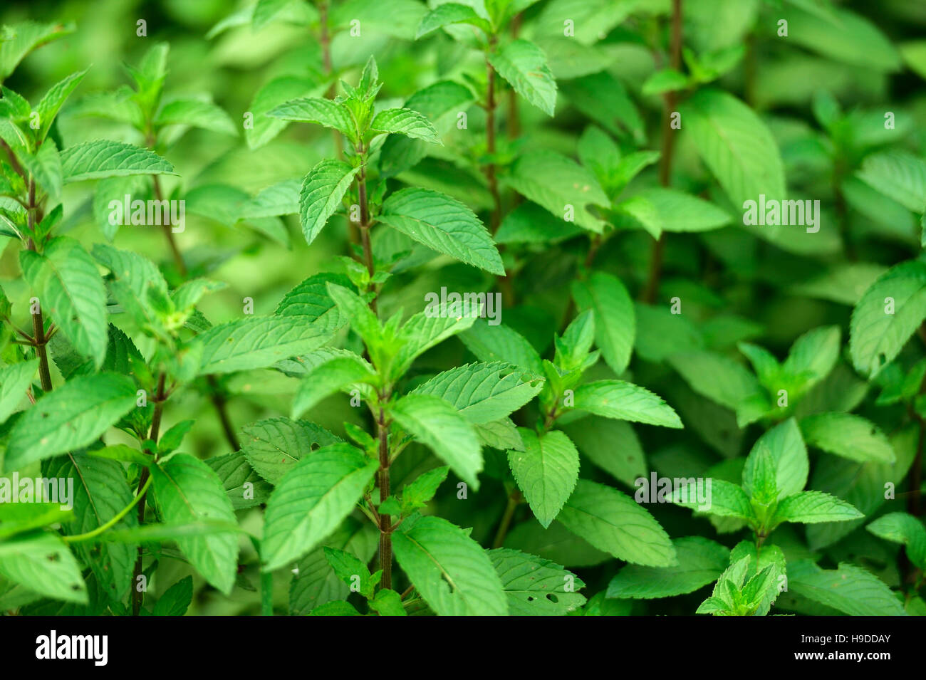 Mint sheet hi-res stock photography and images - Alamy