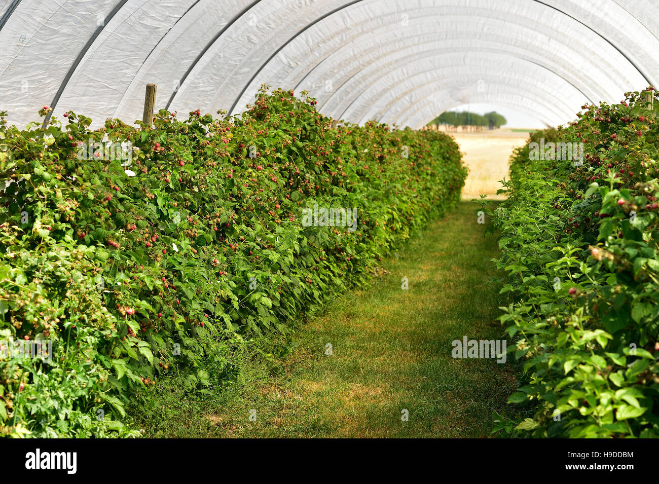 Raspberries grown under a greenhouse Stock Photo - Alamy