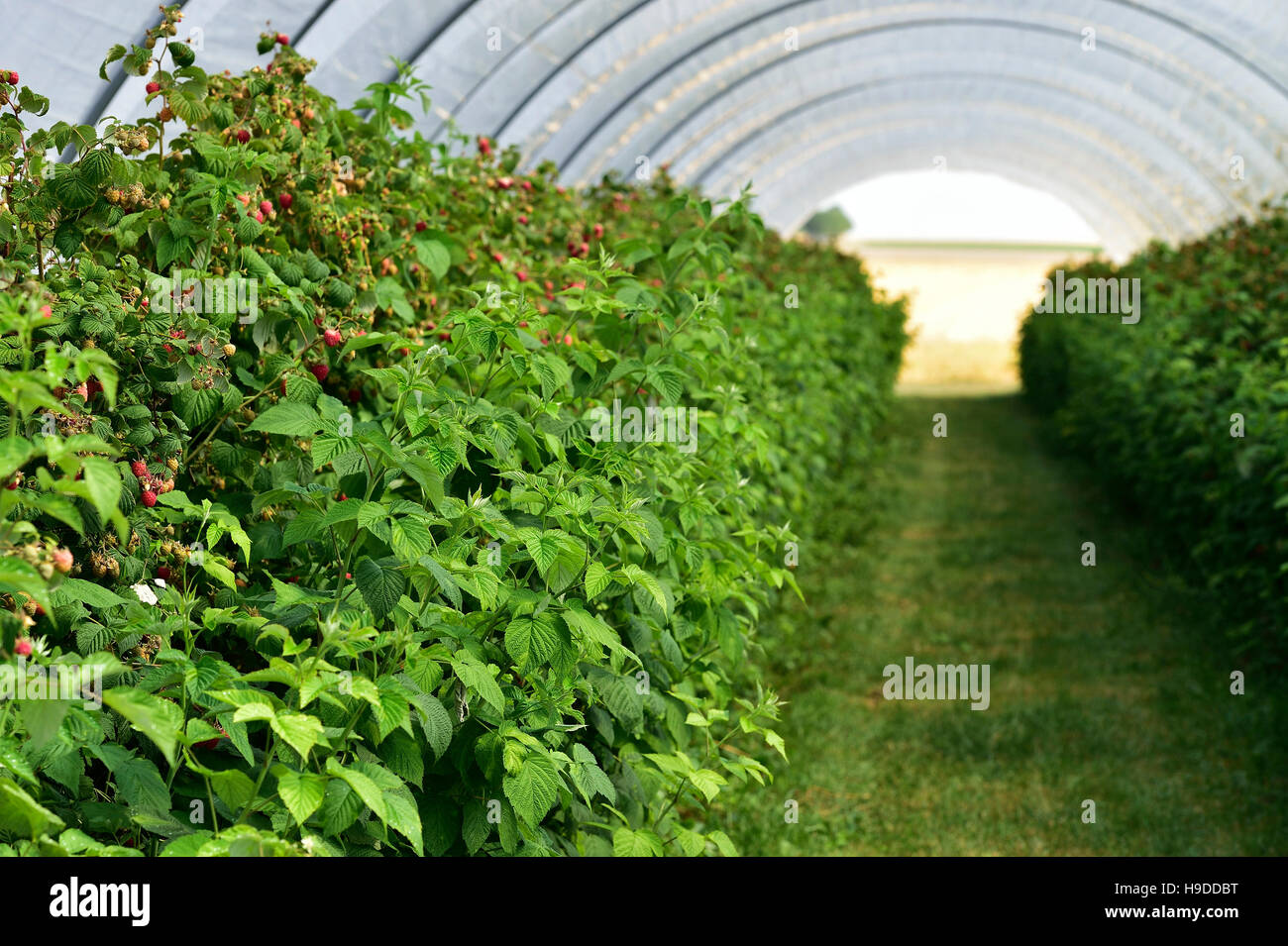 Raspberries grown under a greenhouse Stock Photo - Alamy