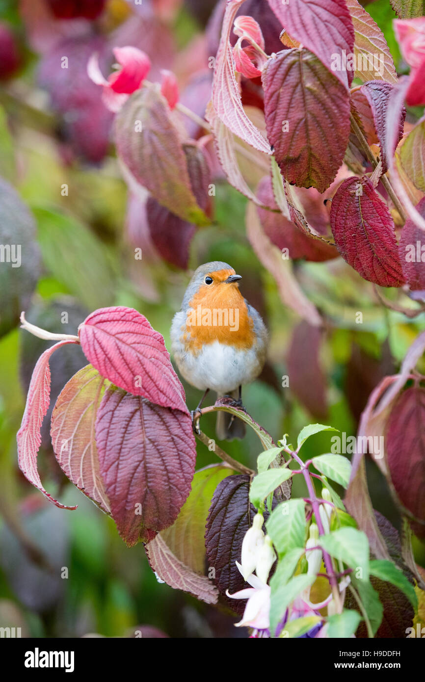 A cute European robin sits in a Viburnum Plicatum Kilimandjara with red ...