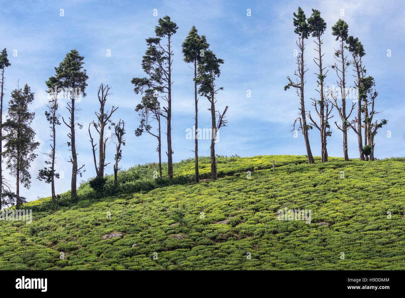 Row of trees in tea plantation Stock Photo - Alamy
