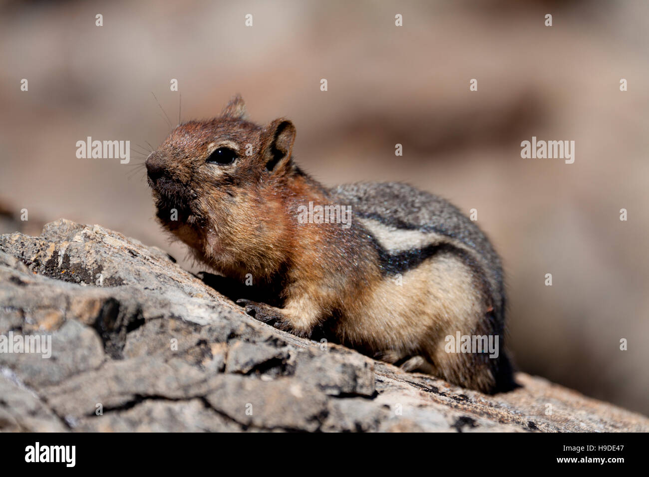 Banff squirrel hi-res stock photography and images - Alamy