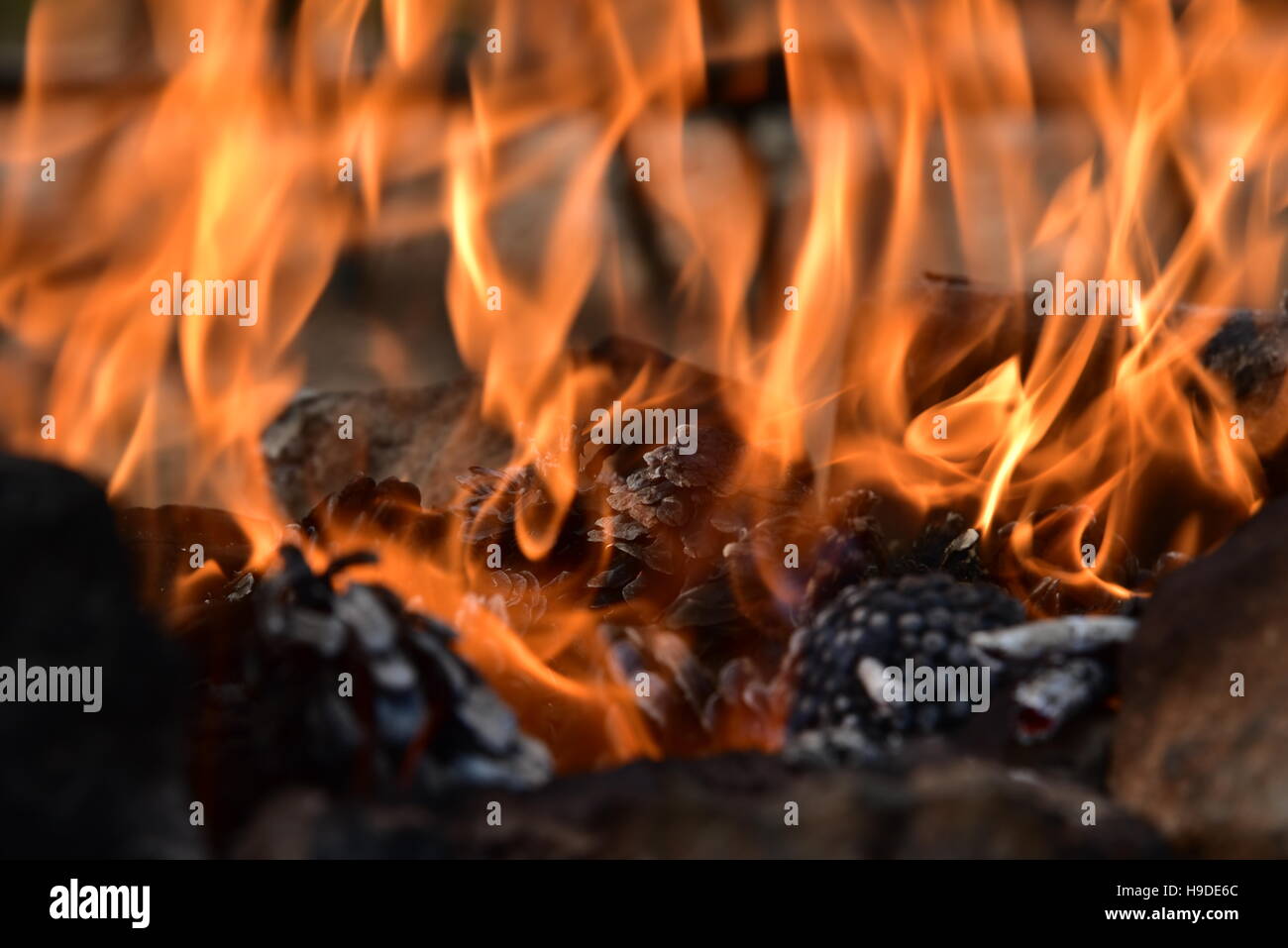 Close up on a fire with pine cones burning fire cones Stock Photo - Alamy