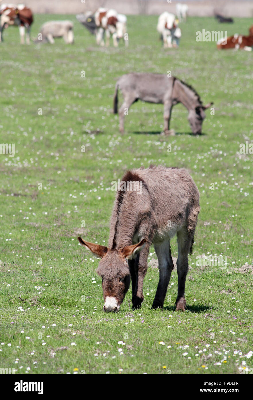 donkeys on pasture farm scene Stock Photo - Alamy