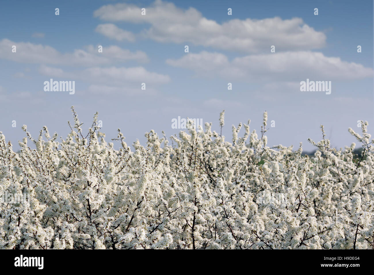 spring tree branches with flowers and blue sky Stock Photo - Alamy