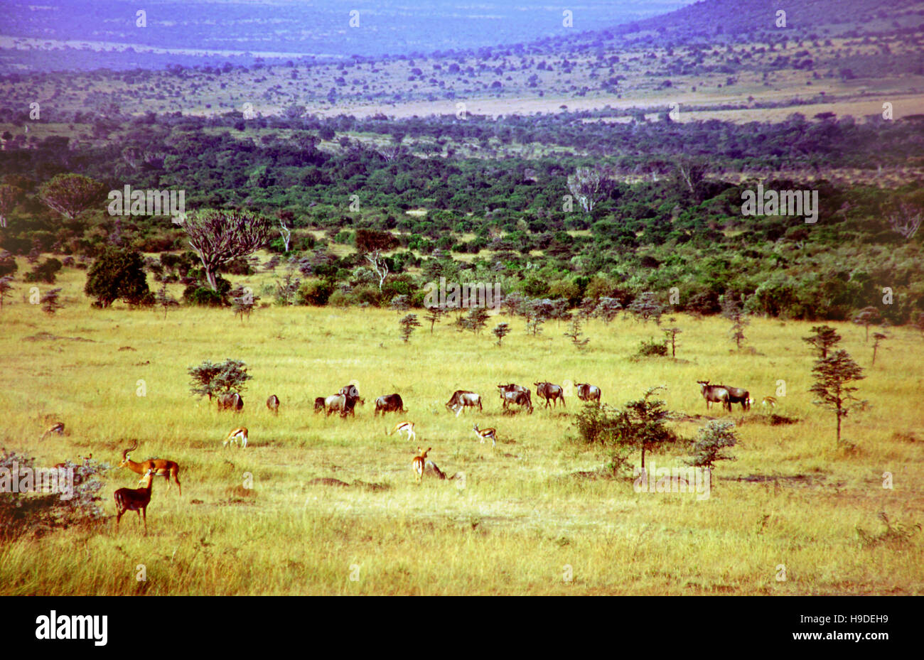 Impala (Aepyceros melampus) and Eastern White-bearded Wildebeest ...