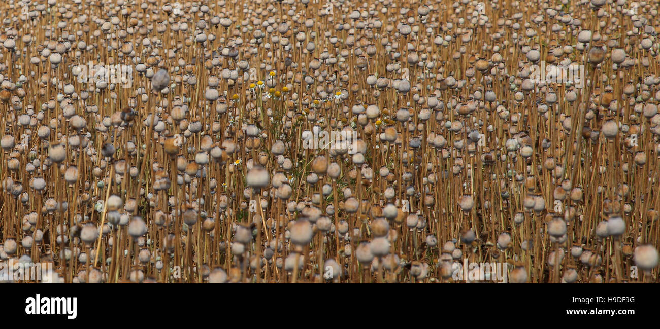 Afghanistan, heroin, opium, head, agriculture, plant, seed, poppy, food ...