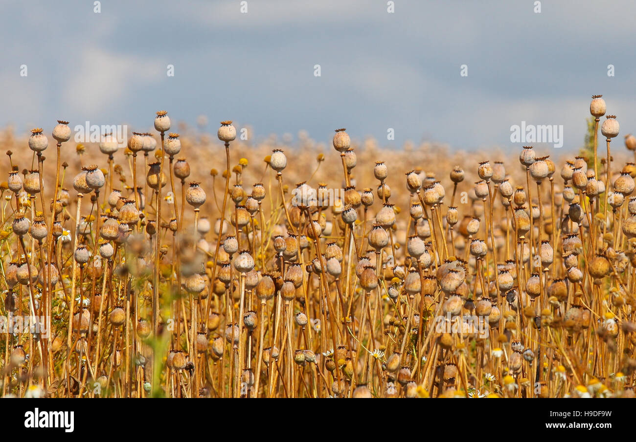 Afghanistan, heroin, opium, head, agriculture, plant, seed, poppy, food ...