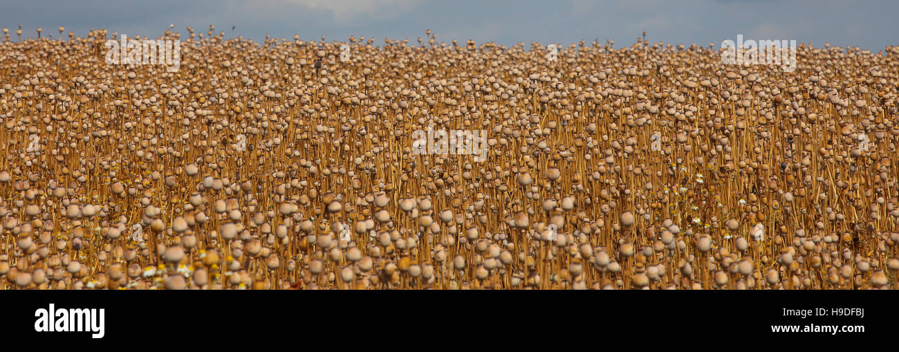 Afghanistan, heroin, opium, head, agriculture, plant, seed, poppy, food ...