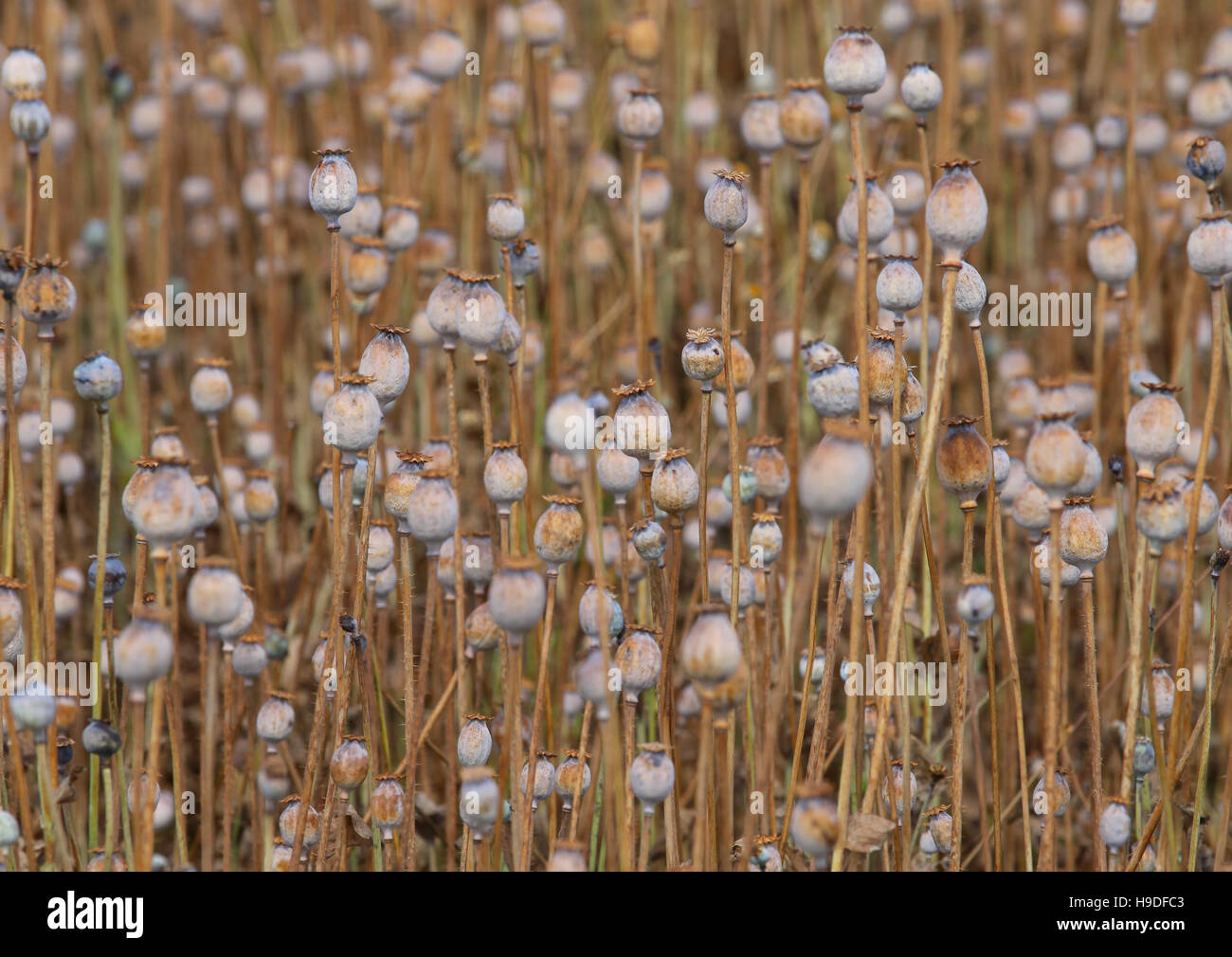 Afghanistan, heroin, opium, head, agriculture, plant, seed, poppy, food ...