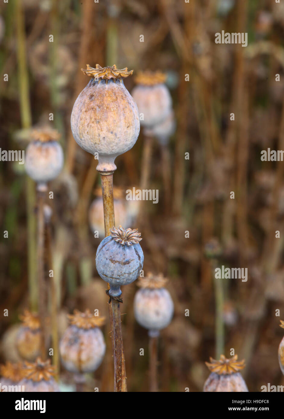 Harvest Opium Afghanistan Poppy Field High Resolution Stock Photography ...