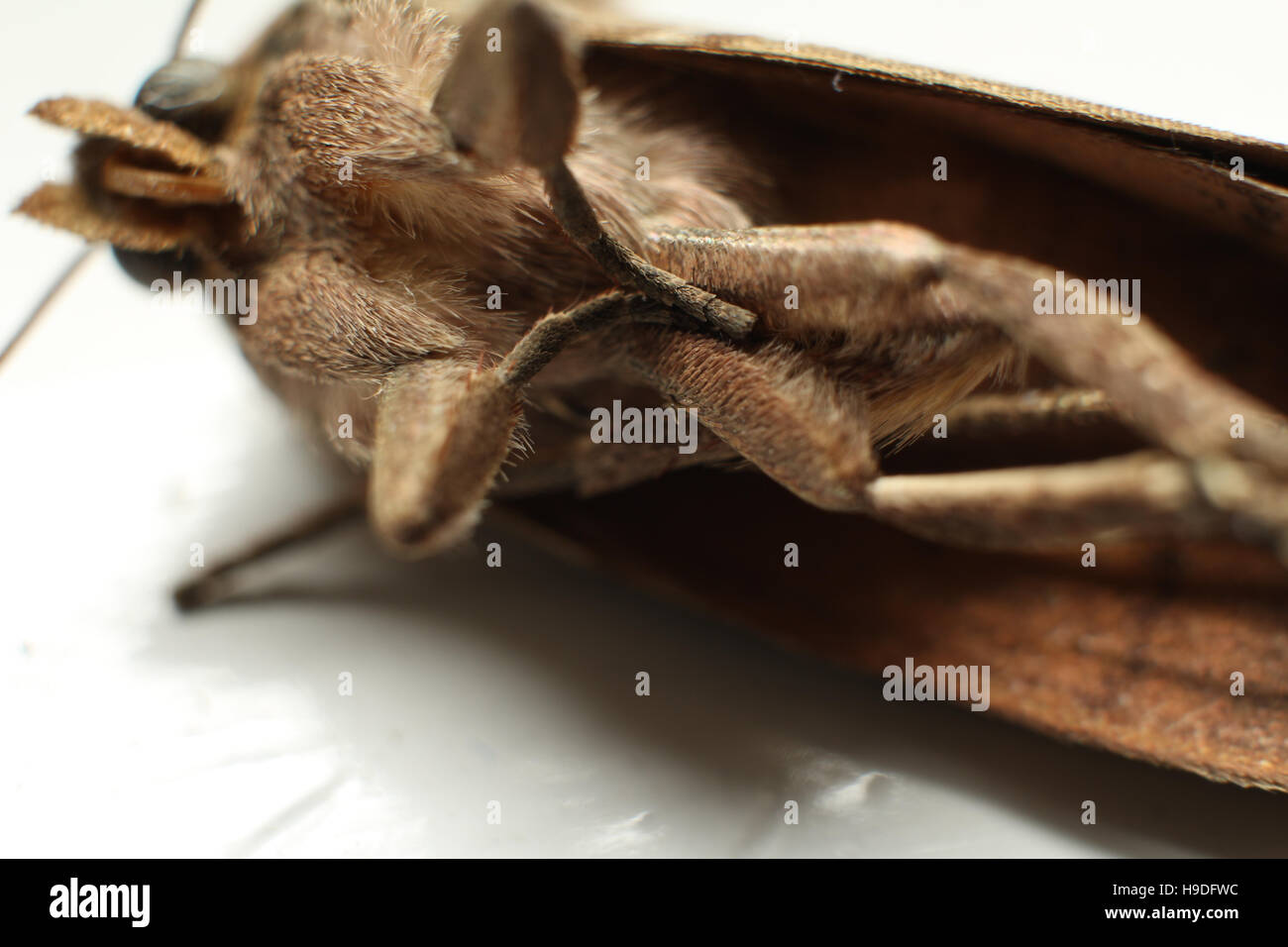 Close up photo of moth hi-res stock photography and images - Alamy