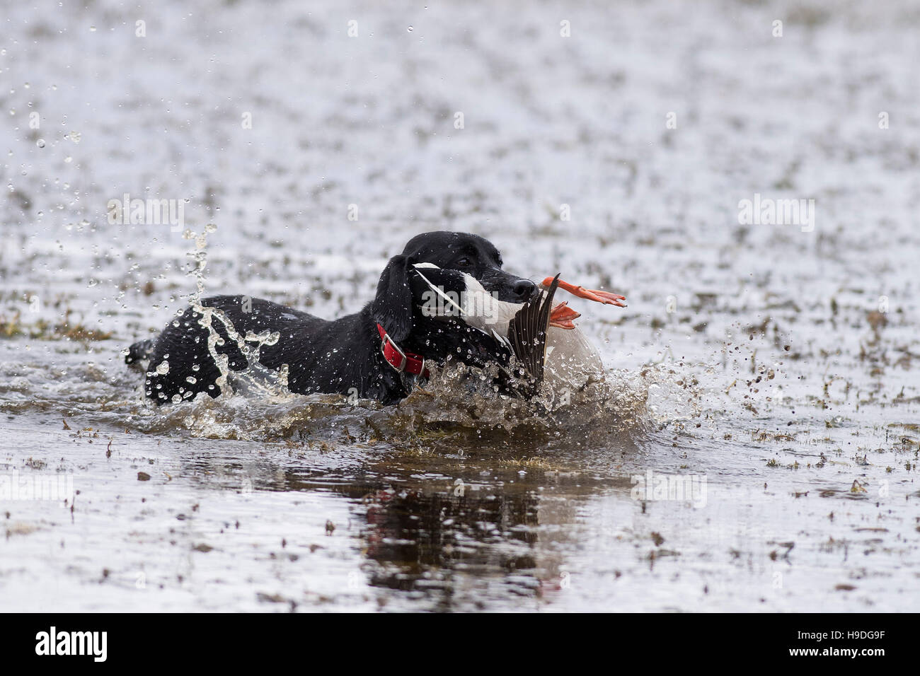 A Black Labrador Retriever with a Mallard duck Stock Photo - Alamy