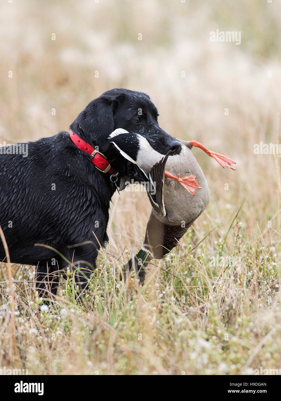 A Black Labrador Retriever with a Mallard duck Stock Photo - Alamy