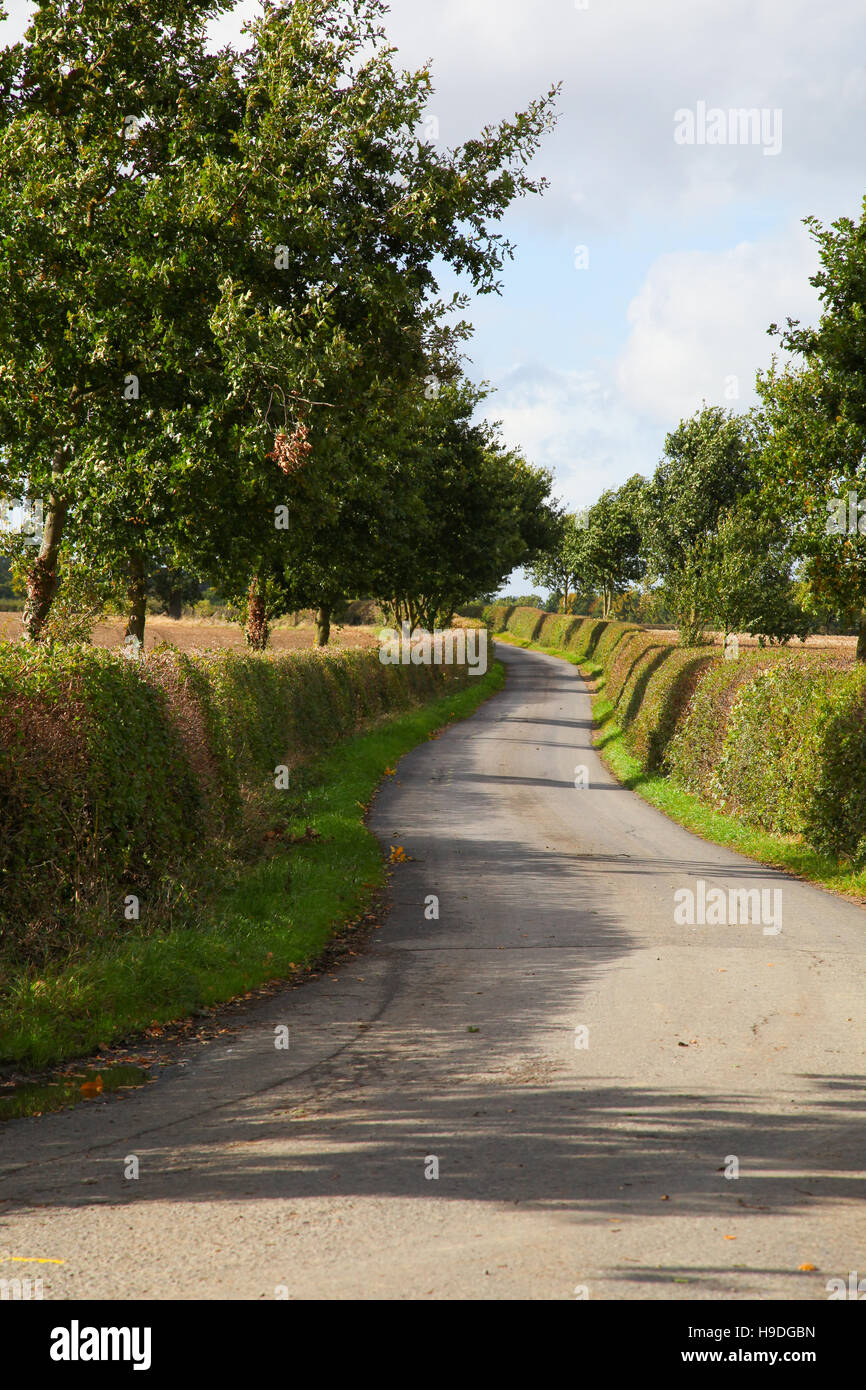 Walking trail route brambles hedgerow narrow lane trees green lane ...