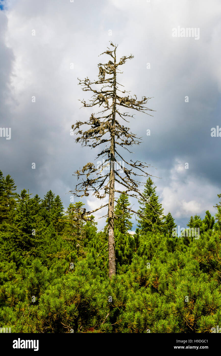 Dry spruce with moss and lichen still towering above young trees in ...
