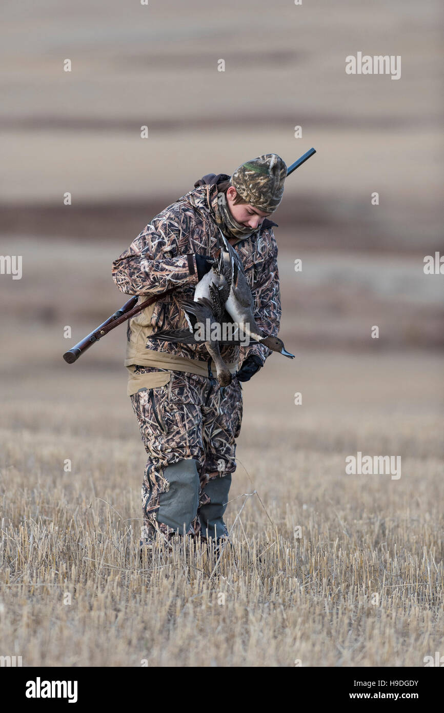 A duck hunter with Mallards and Pintail ducks in North Dakota Stock ...