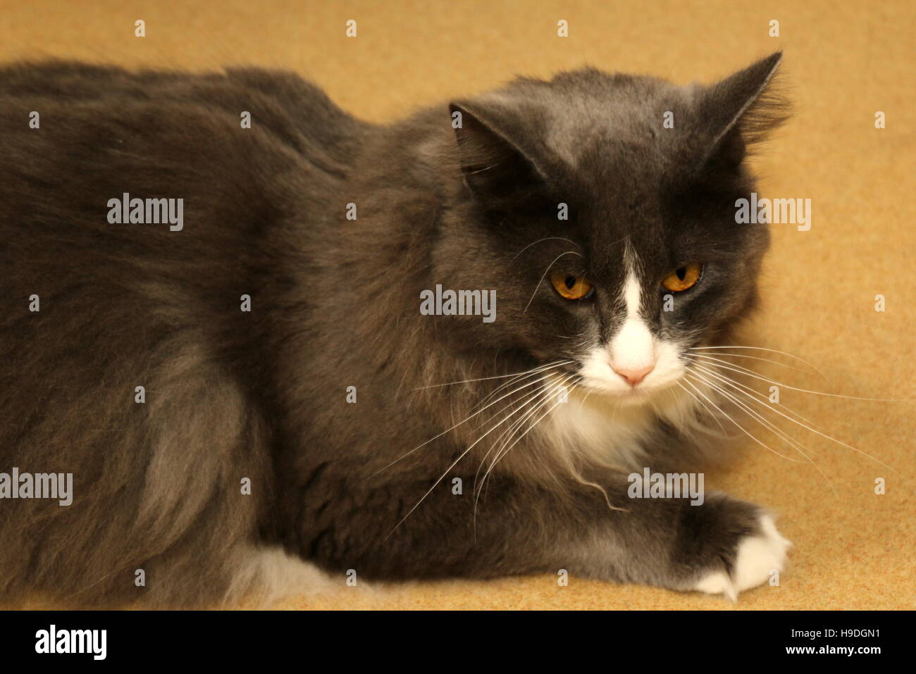 Sleek cat hi-res stock photography and images - Alamy