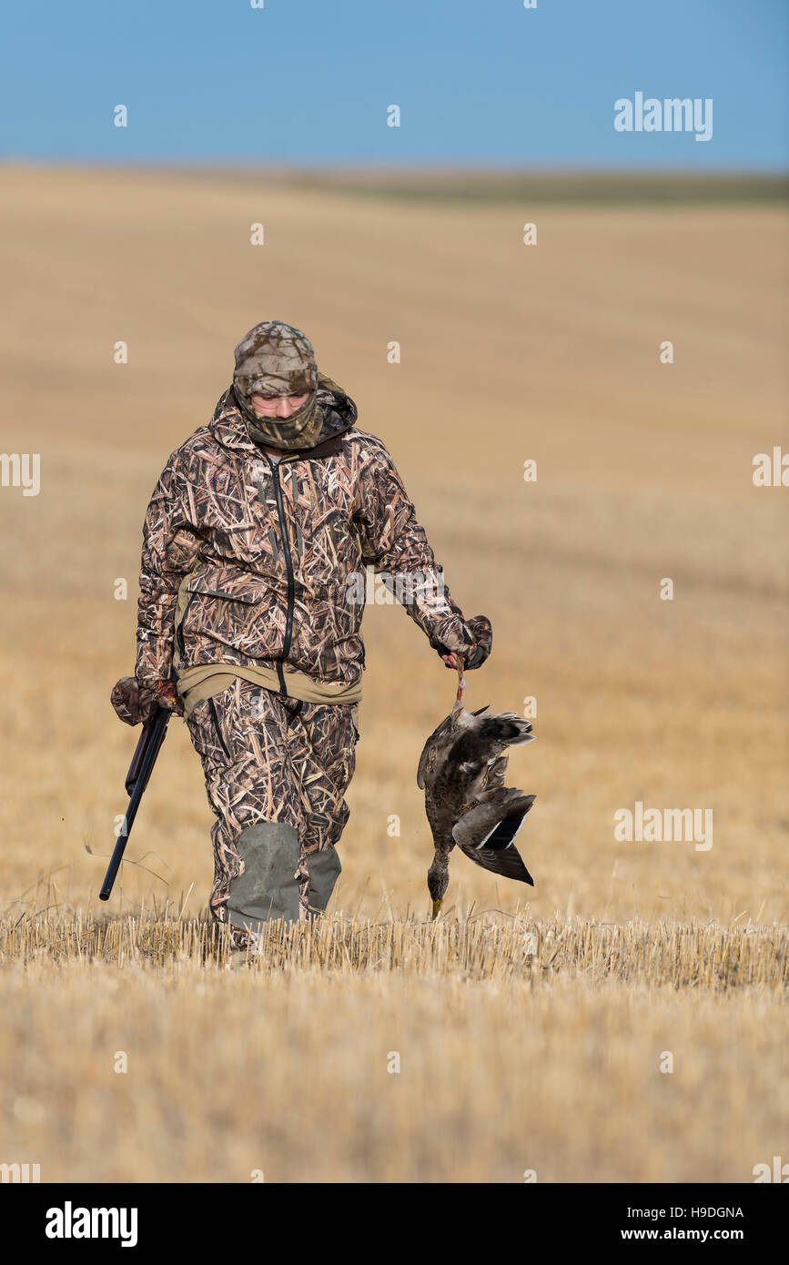 A duck hunter with Mallards and Pintail ducks in North Dakota Stock ...