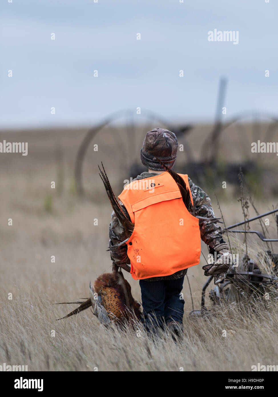 A young pheasant hunter with Rooster Pheasants Stock Photo - Alamy