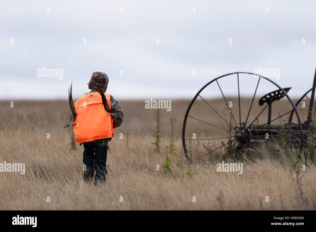 A young pheasant hunter with Rooster Pheasants Stock Photo - Alamy