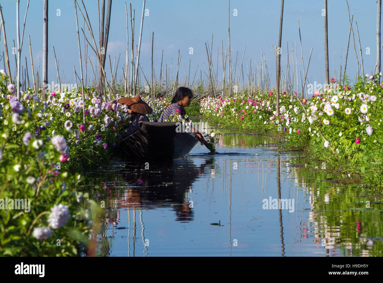 Local Intha women harvesting flowers in a floating garden on Inle Lake ...