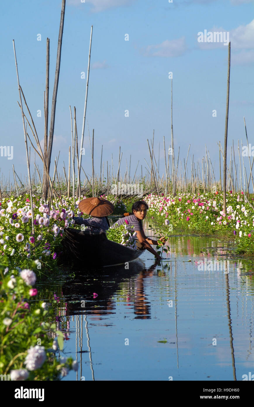 Local Intha women harvesting flowers in a floating garden on Inle Lake ...