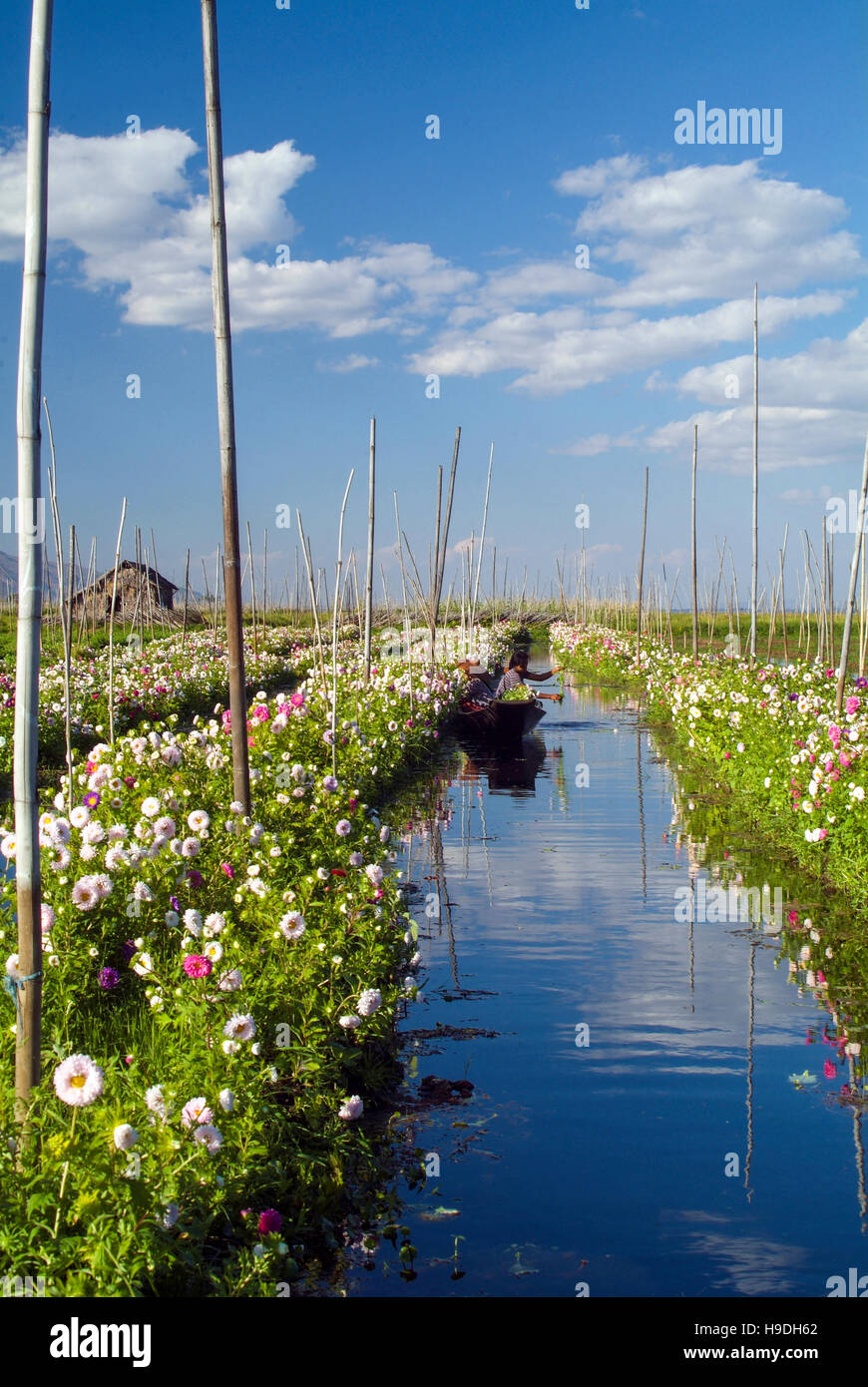 Local Intha women harvesting flowers in a floating garden on Inle Lake ...