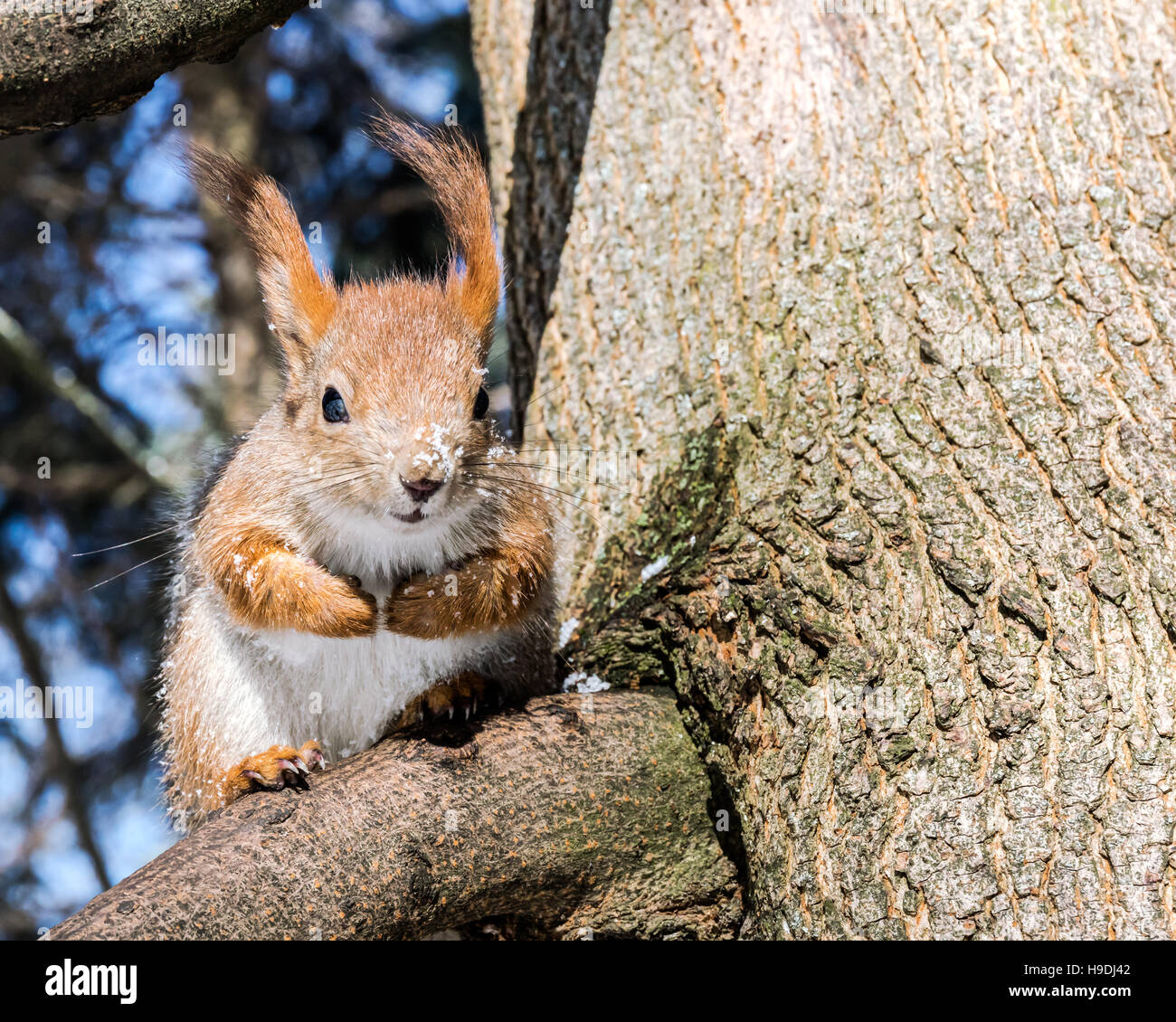 little red squirrel sitting on tree branch in winter park Stock Photo ...