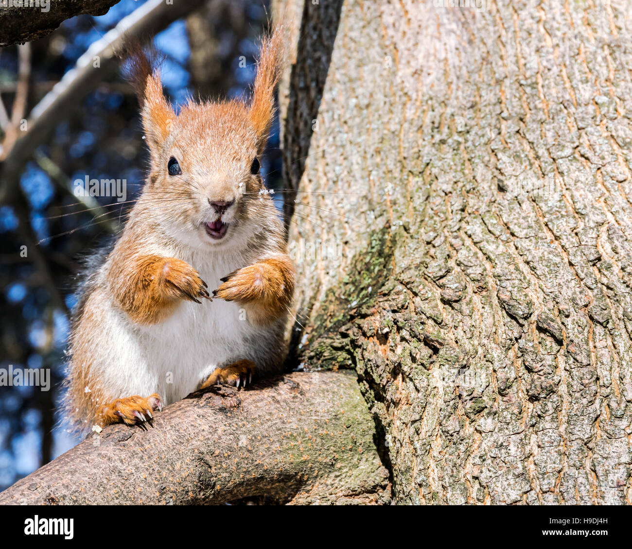 cute little red squirrel sitting on tree branch on blurred winter ...