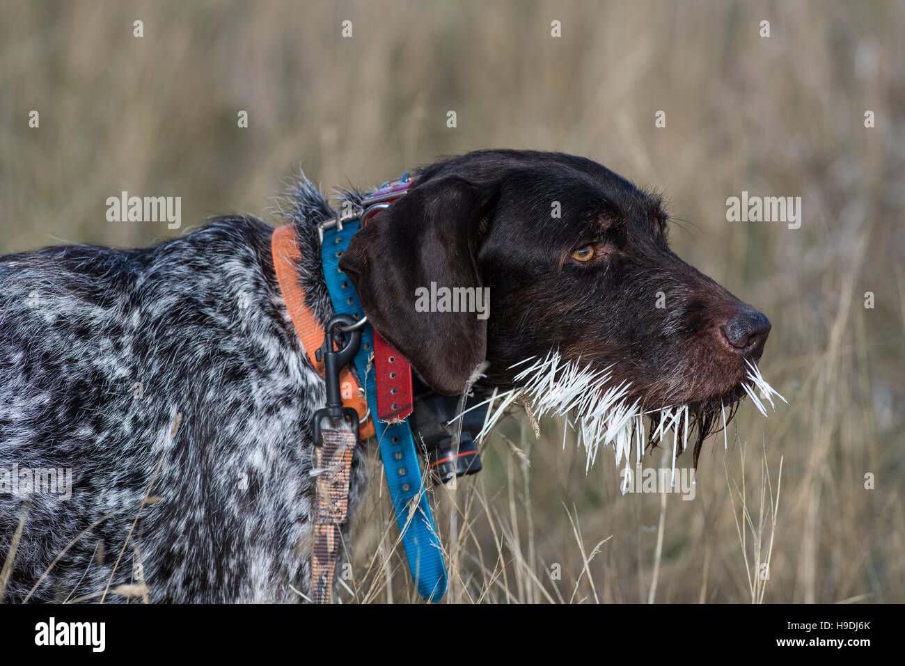 Porcupine quills dog hi-res stock photography and images - Alamy