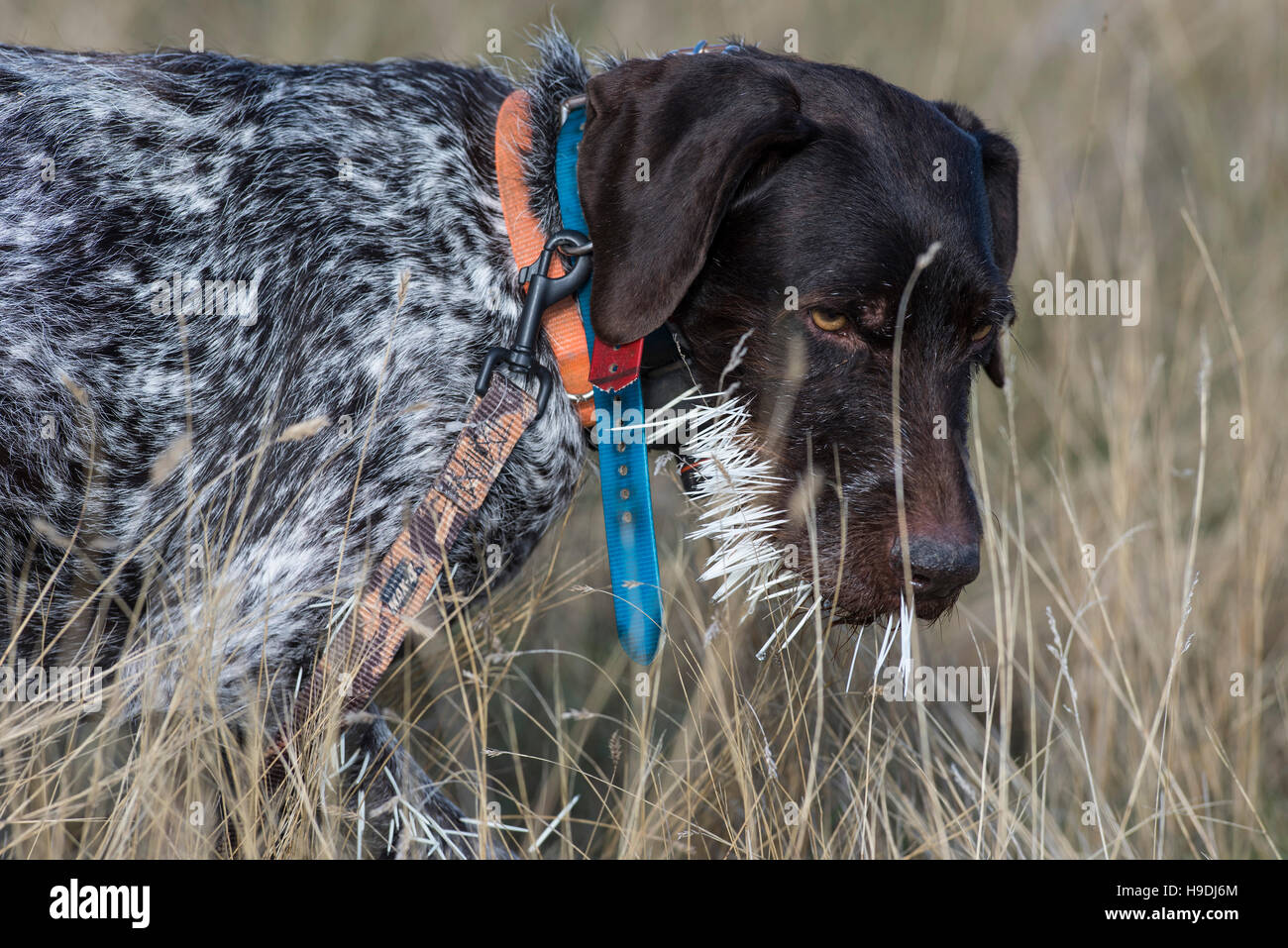 Porcupine Quills Dog