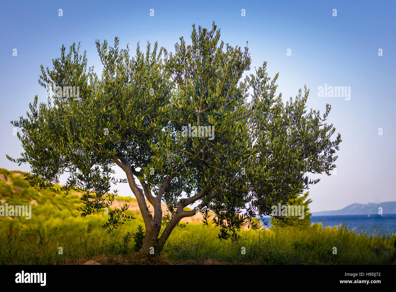 Olive tree at sunset, sea and islands in background, island of Brac ...