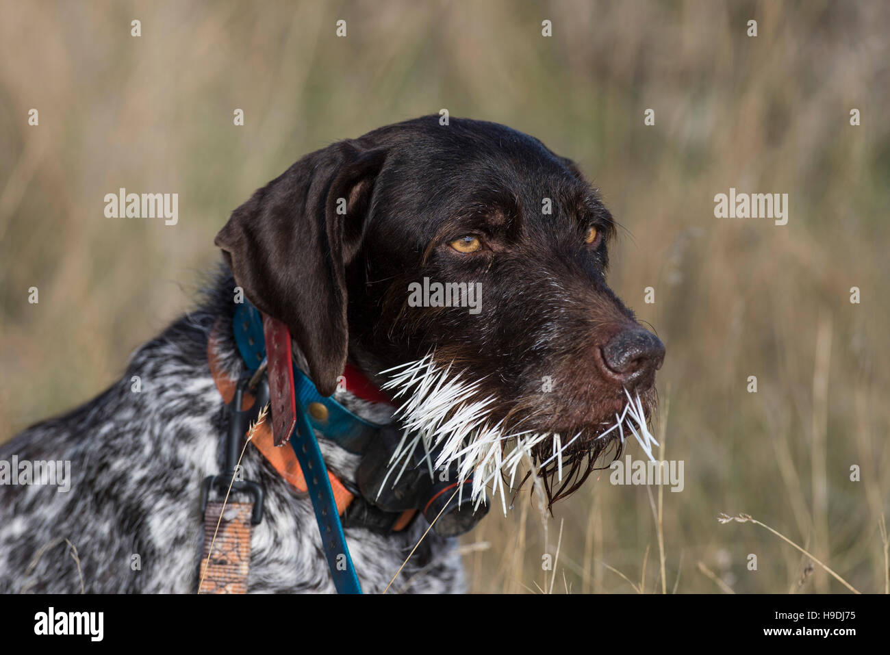Porcupine Quills Dog