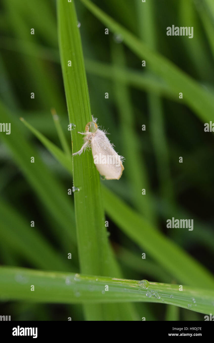 Moth in grass hi-res stock photography and images - Alamy