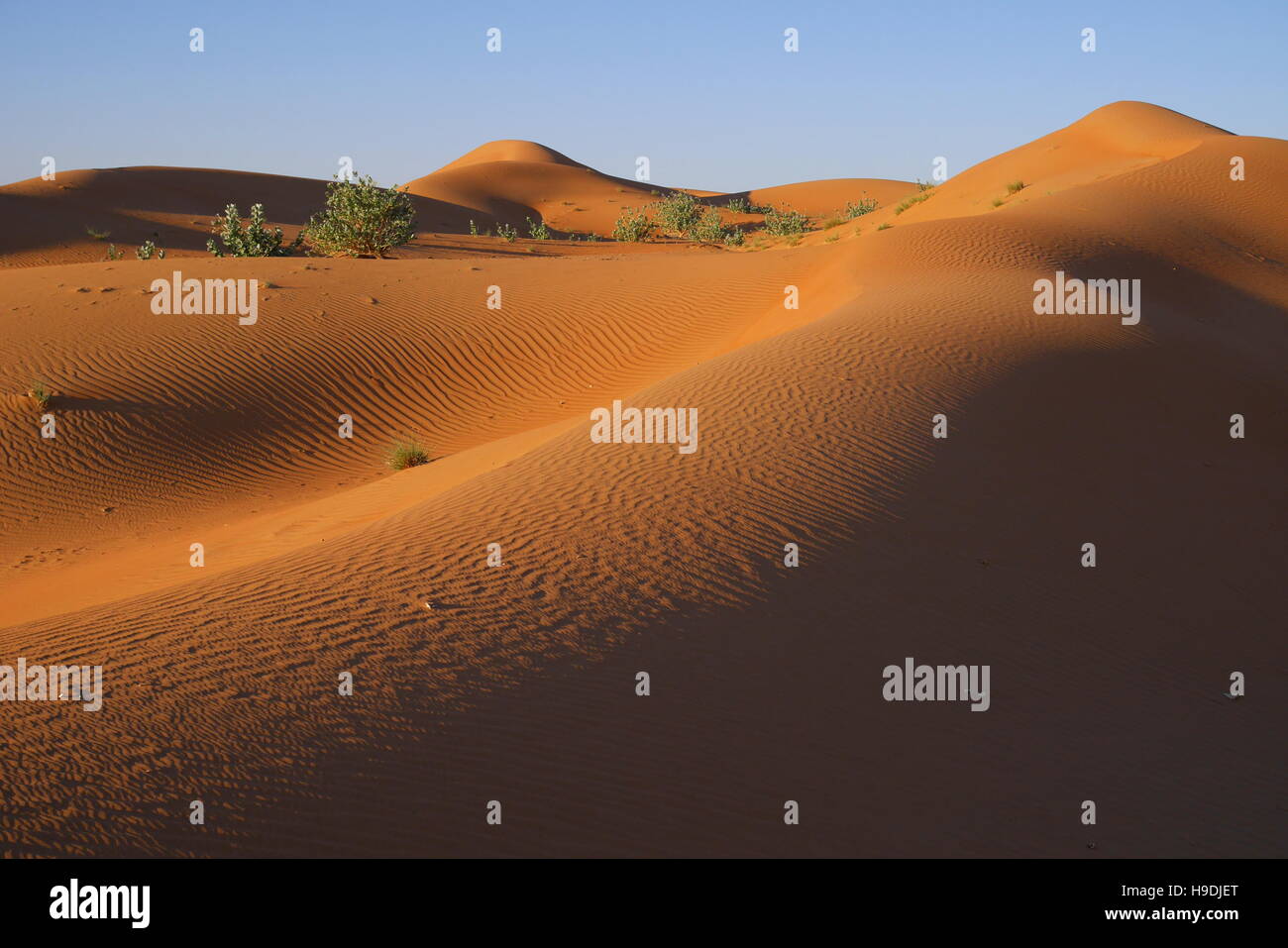 Red sand dunes, Abu Dhabi Emirate, United Arab Emirates Stock Photo - Alamy