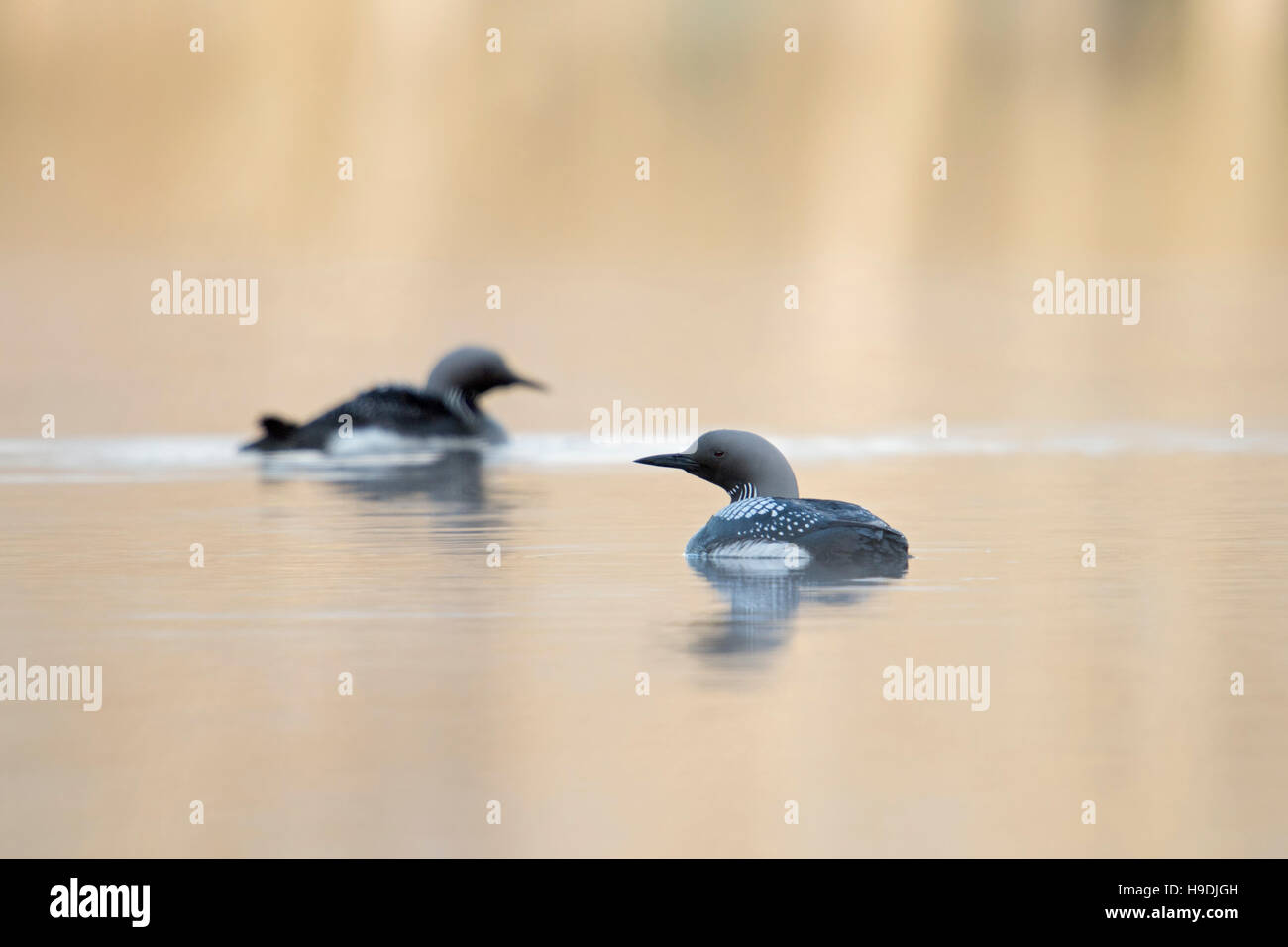 Black-throated Loon / Arctic Loon ( Gavia arctica ), pair in breeding ...
