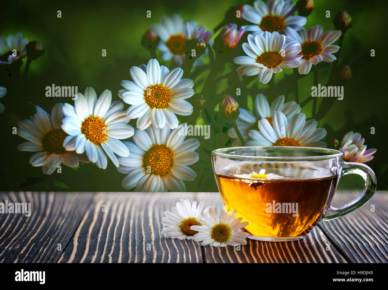 cup of chamomile tea with chamomile flowers Stock Photo - Alamy