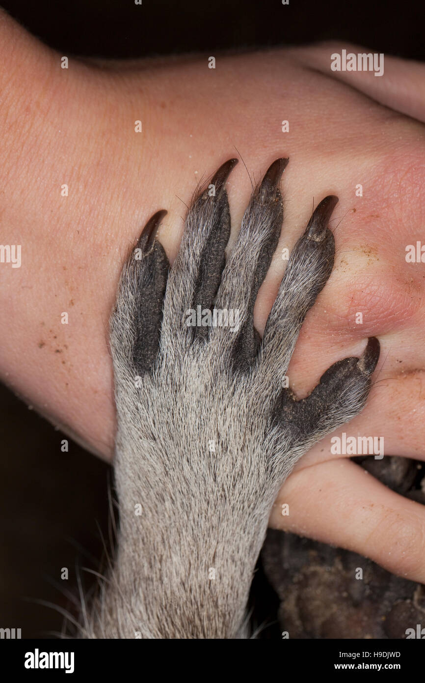 Waschbär, verwaistes, pflegebedürftiges Jungtier wird in menschlicher ...