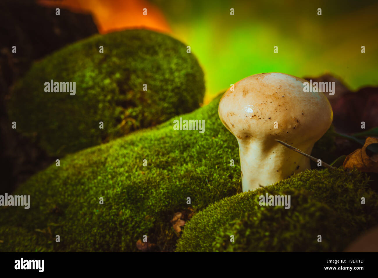 Wet mushroom puffball grows on green moss Stock Photo - Alamy