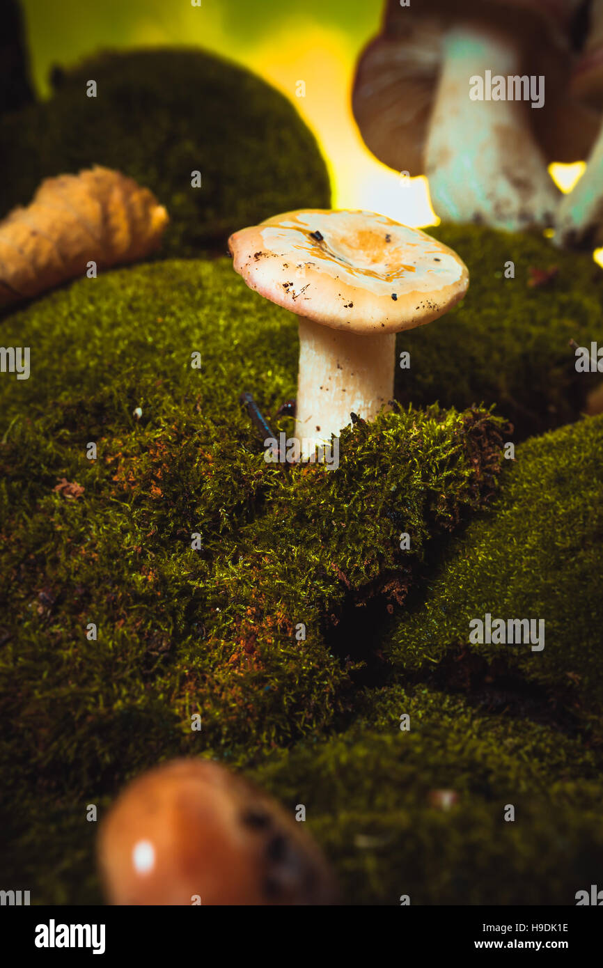 fresh mushroom russula white stalk grows on moss Stock Photo - Alamy