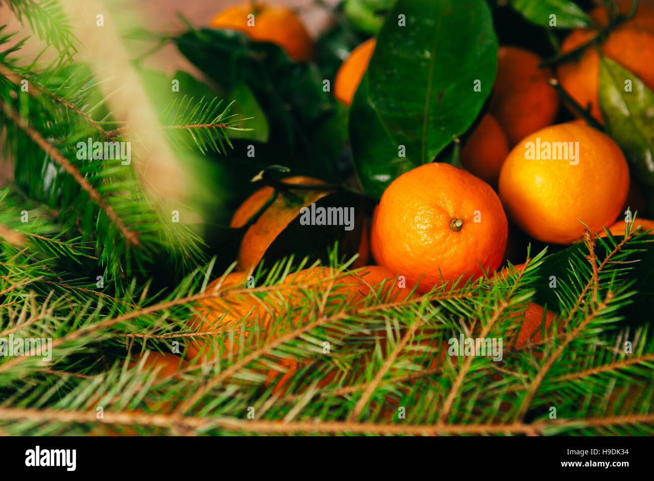 many fresh mandarins and branches of a Christmas tree on a wooden ...