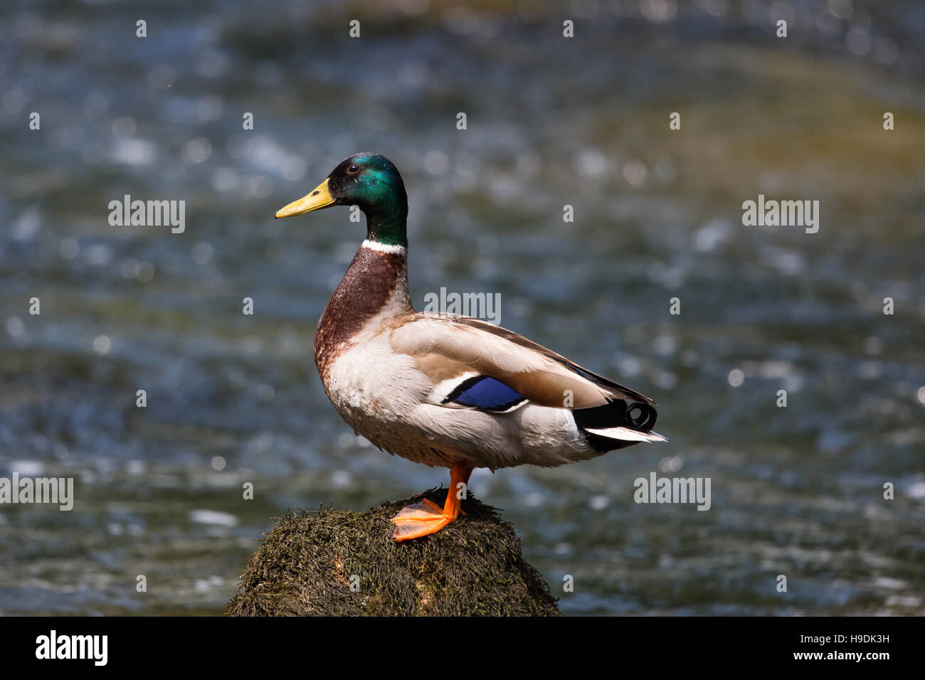 Single wild duck male standing hi-res stock photography and images - Alamy