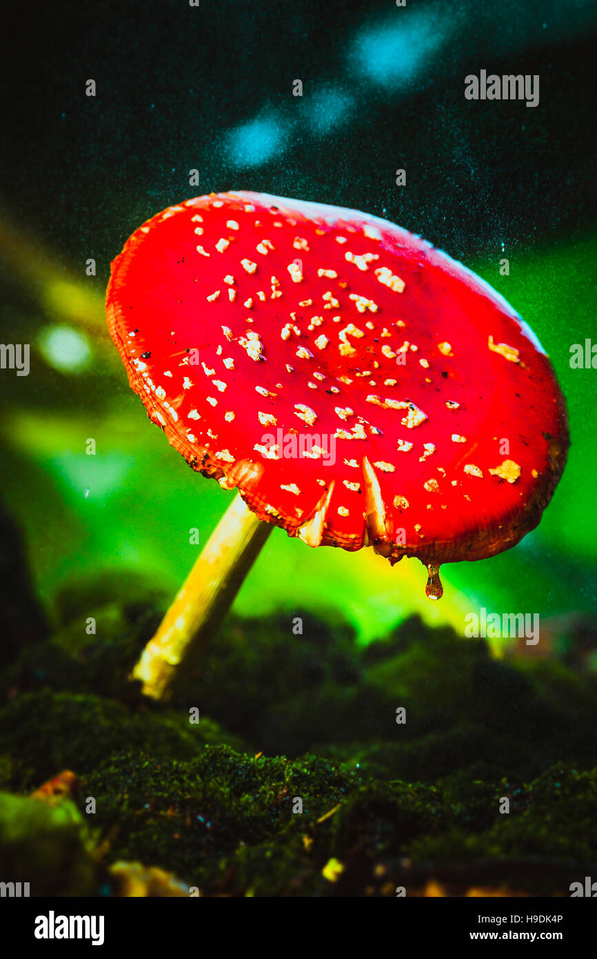 beautiful red with white spots mushroom on moss Stock Photo - Alamy