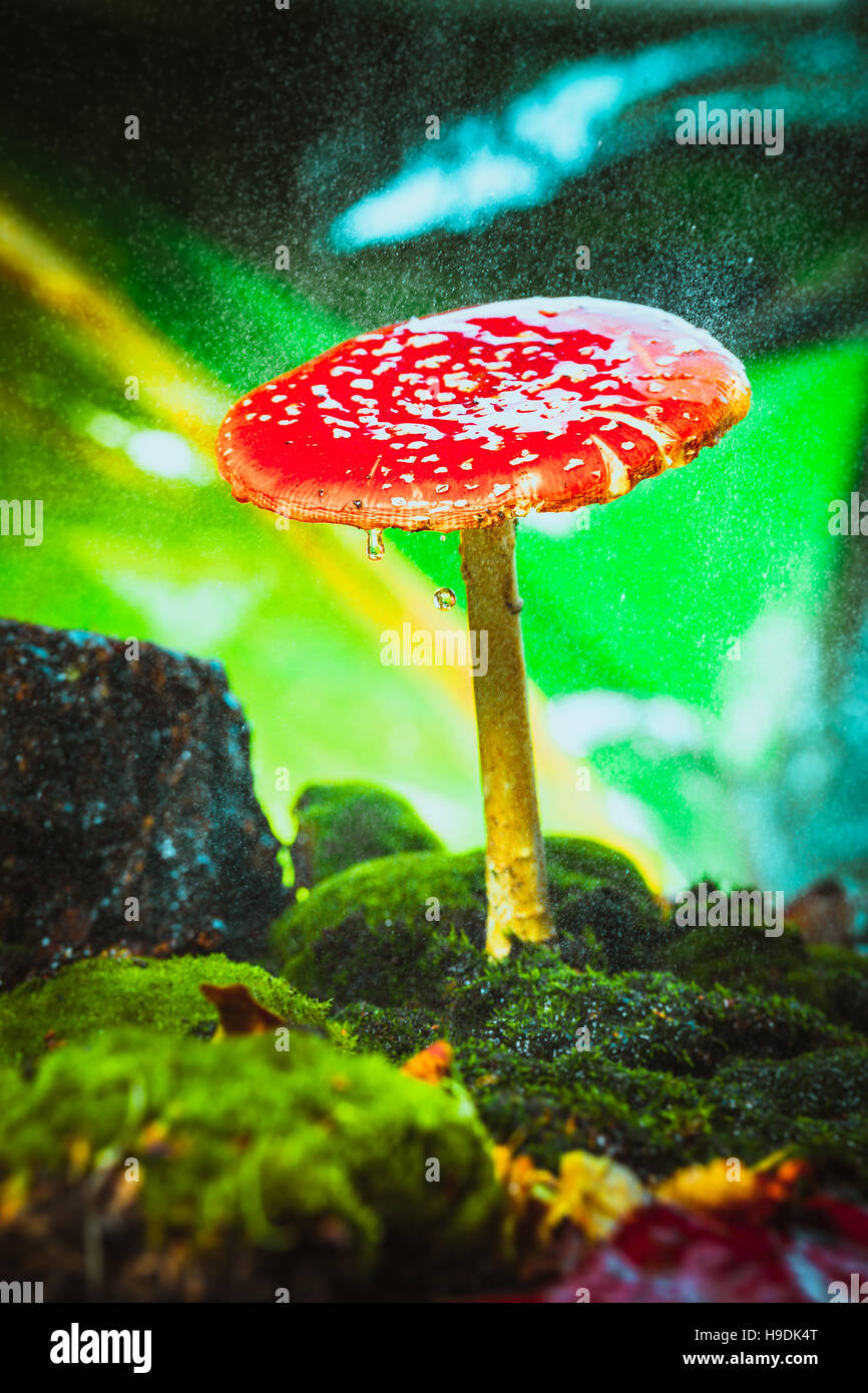 beautiful red with white spots mushroom on moss Stock Photo - Alamy