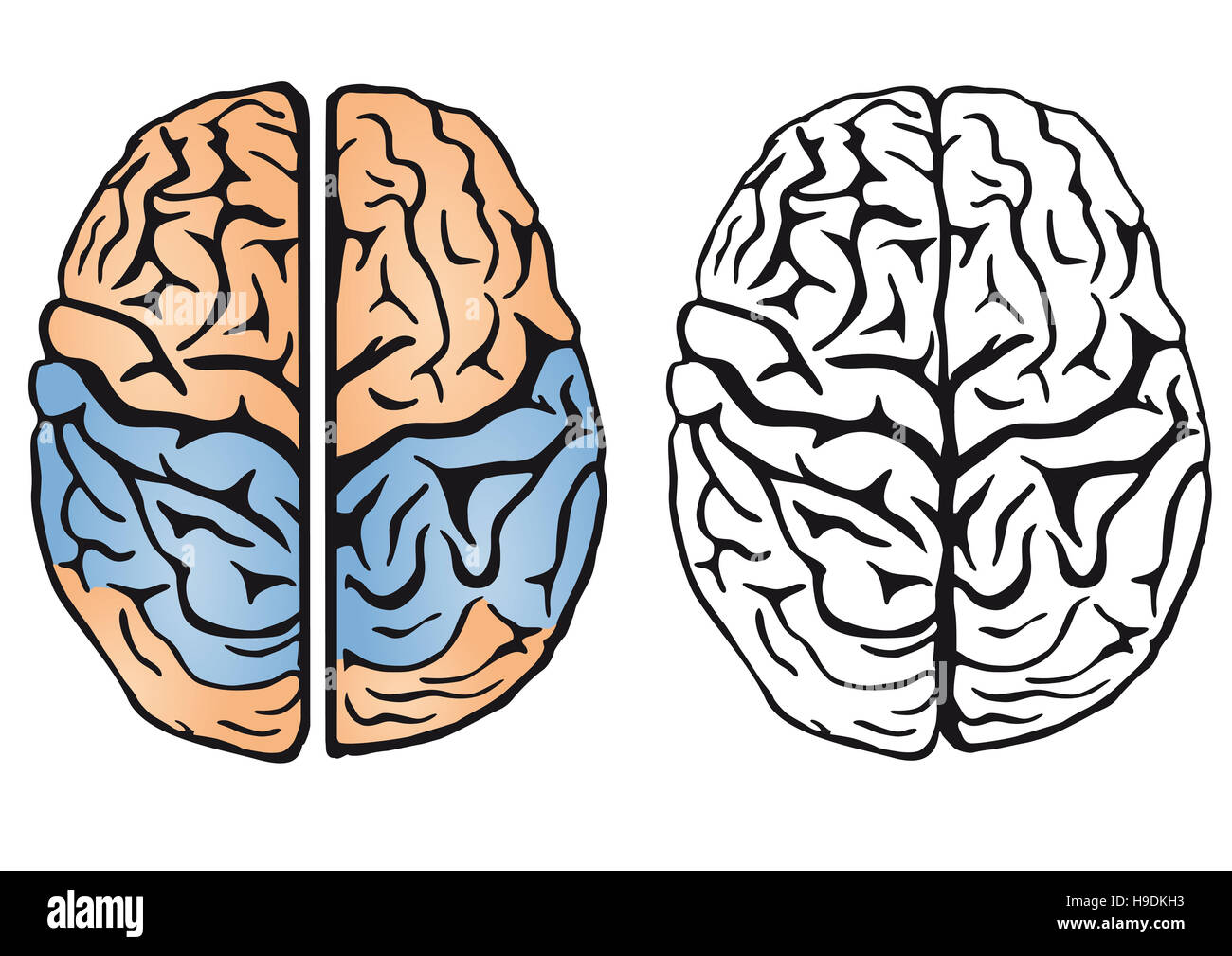 Super brain hi-res stock photography and images - Alamy