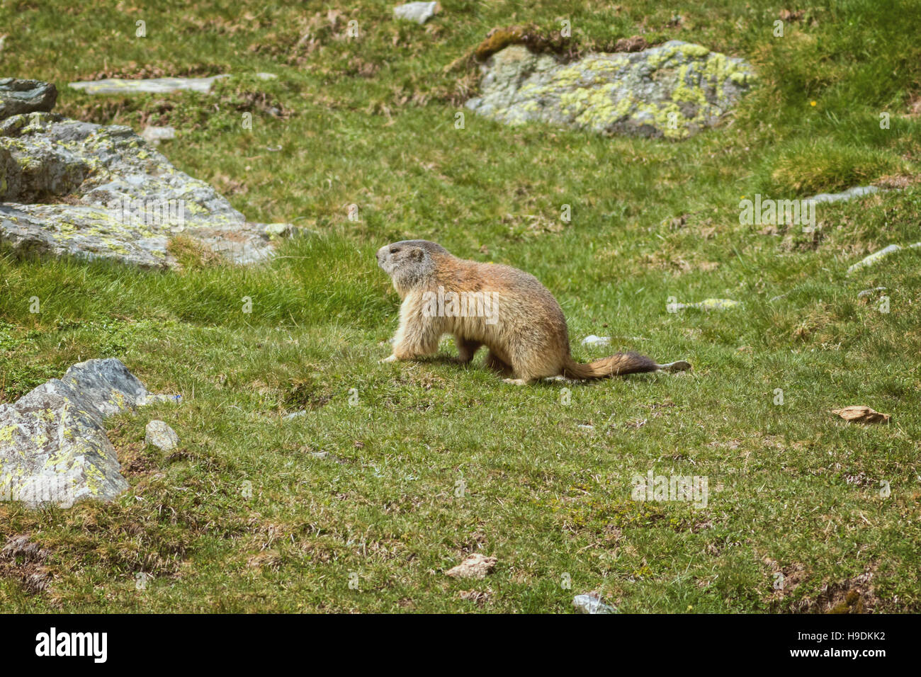 Nice marmot on the spanish mountain Pyrenees Stock Photo - Alamy