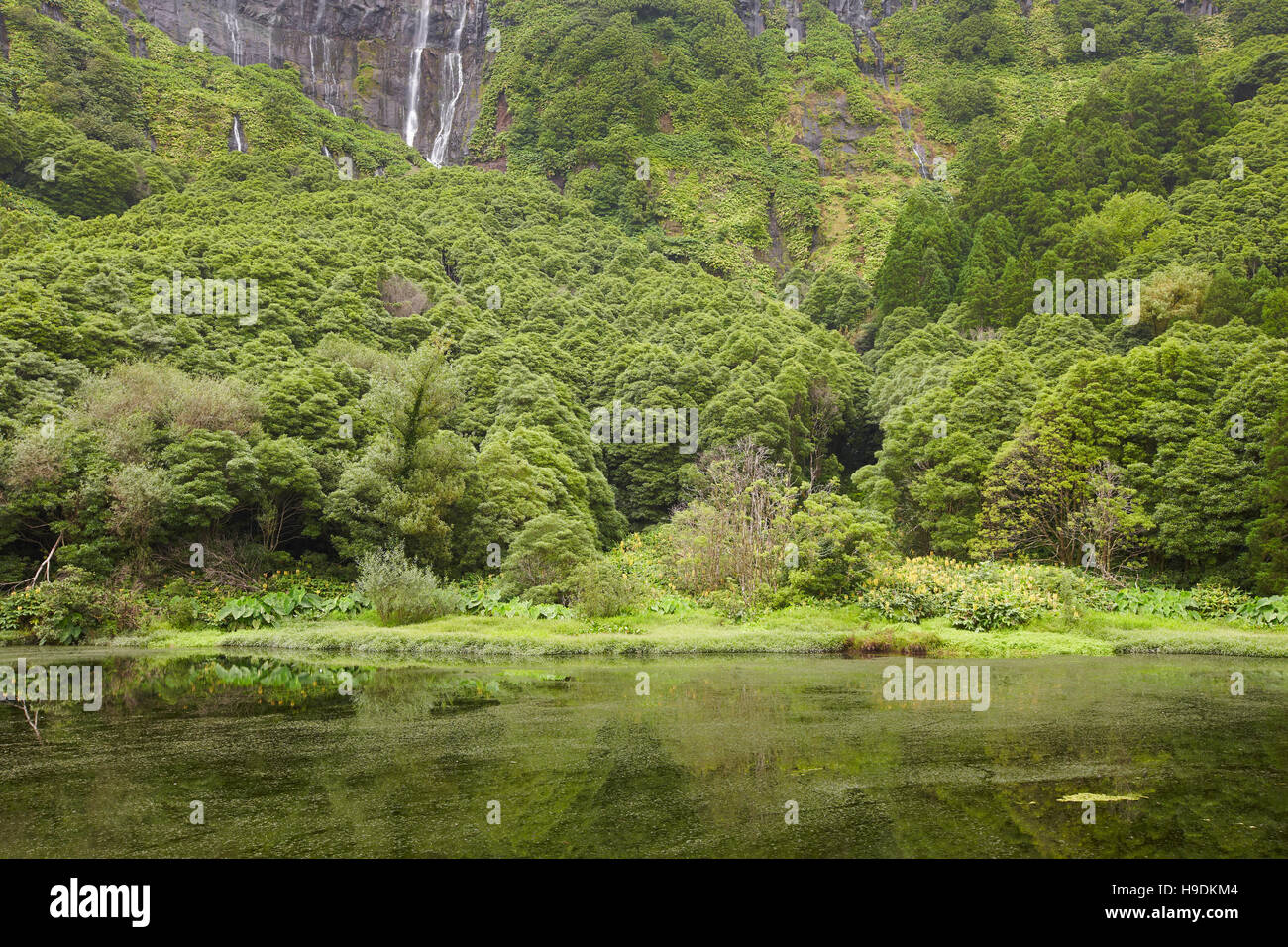 Azores landscape in Flores island. Waterfalls in Pozo da Alagoinha ...